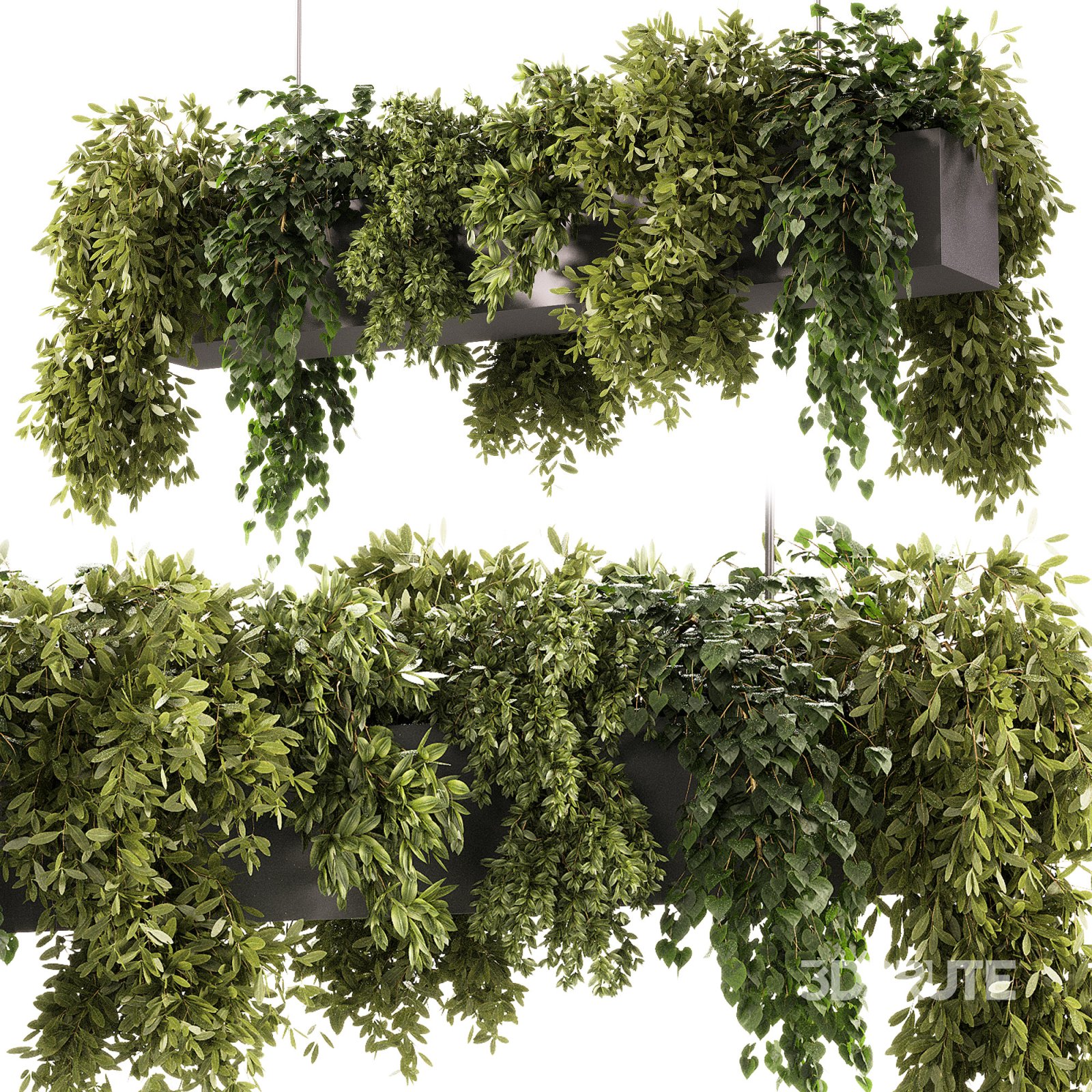 Indoor plants – 22 hanging indoor Plants Image 3