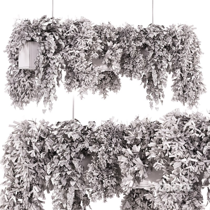 Indoor plants – 22 hanging indoor Plants Image 6