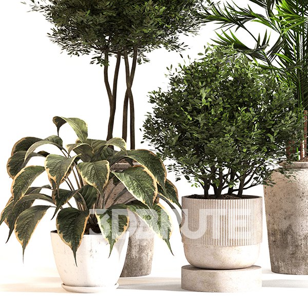 Indoor Plant Set 0153 Image 4