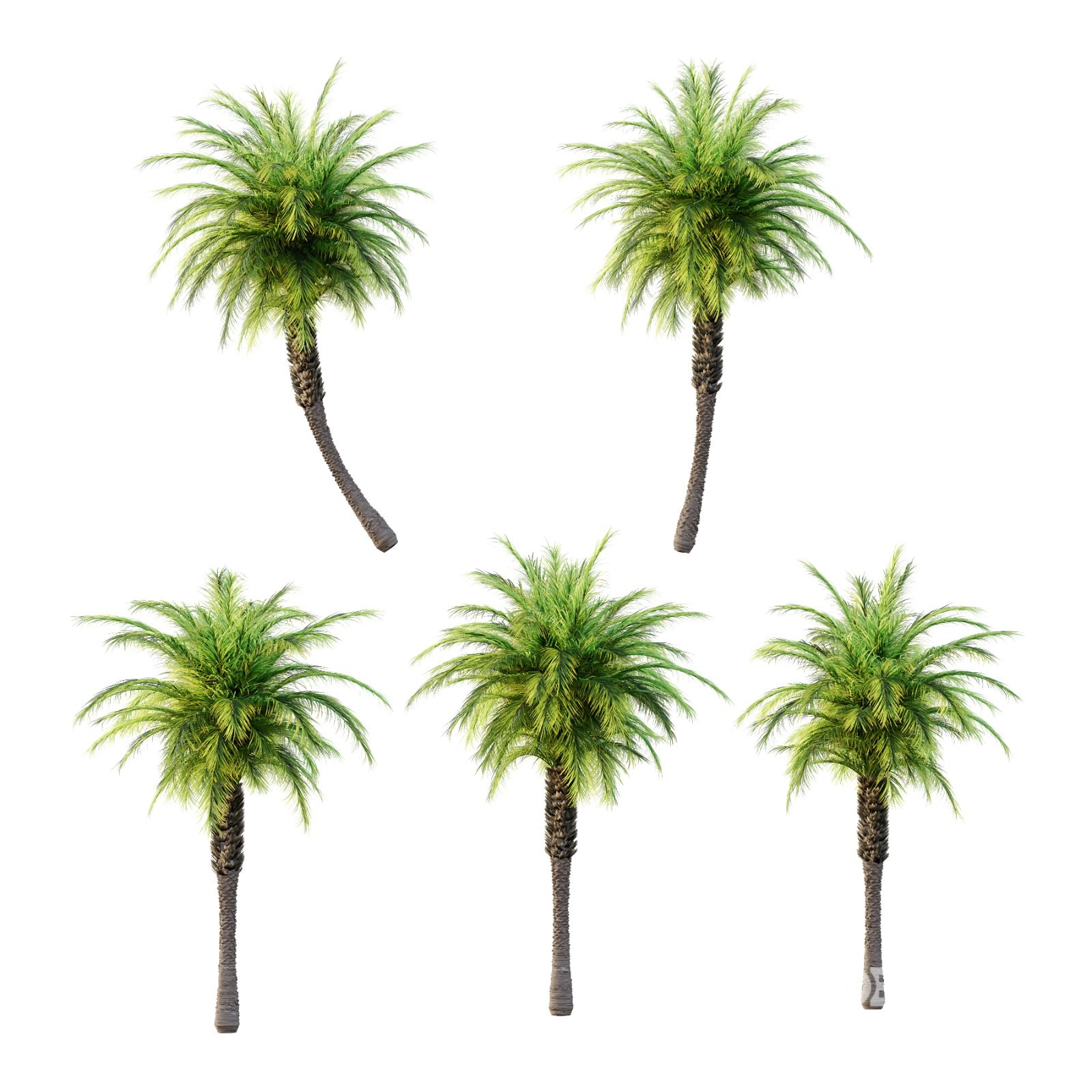 Phoenix roebelenii Palm Trees 02 Image 2