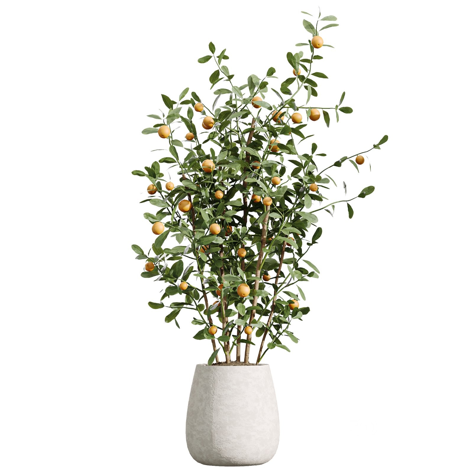 AV Indoor Plants Set 426 Ficus Fig Warneckii Sansevieria Orange Image 3