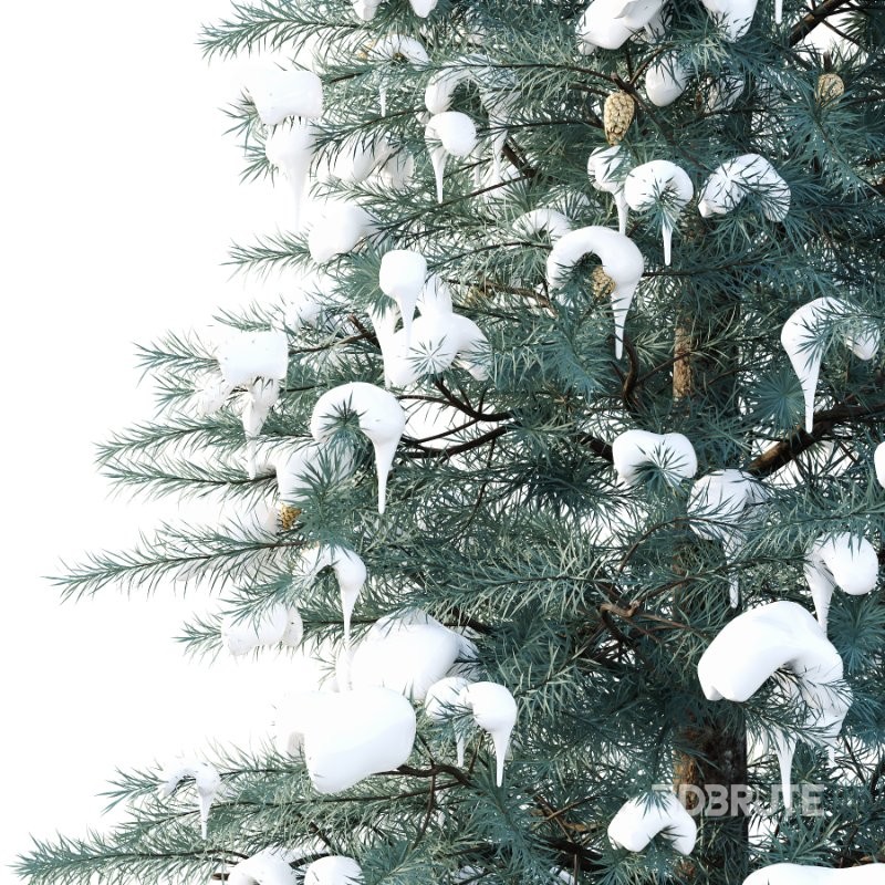 Blue Spruce Winter Tree 01 Image 2