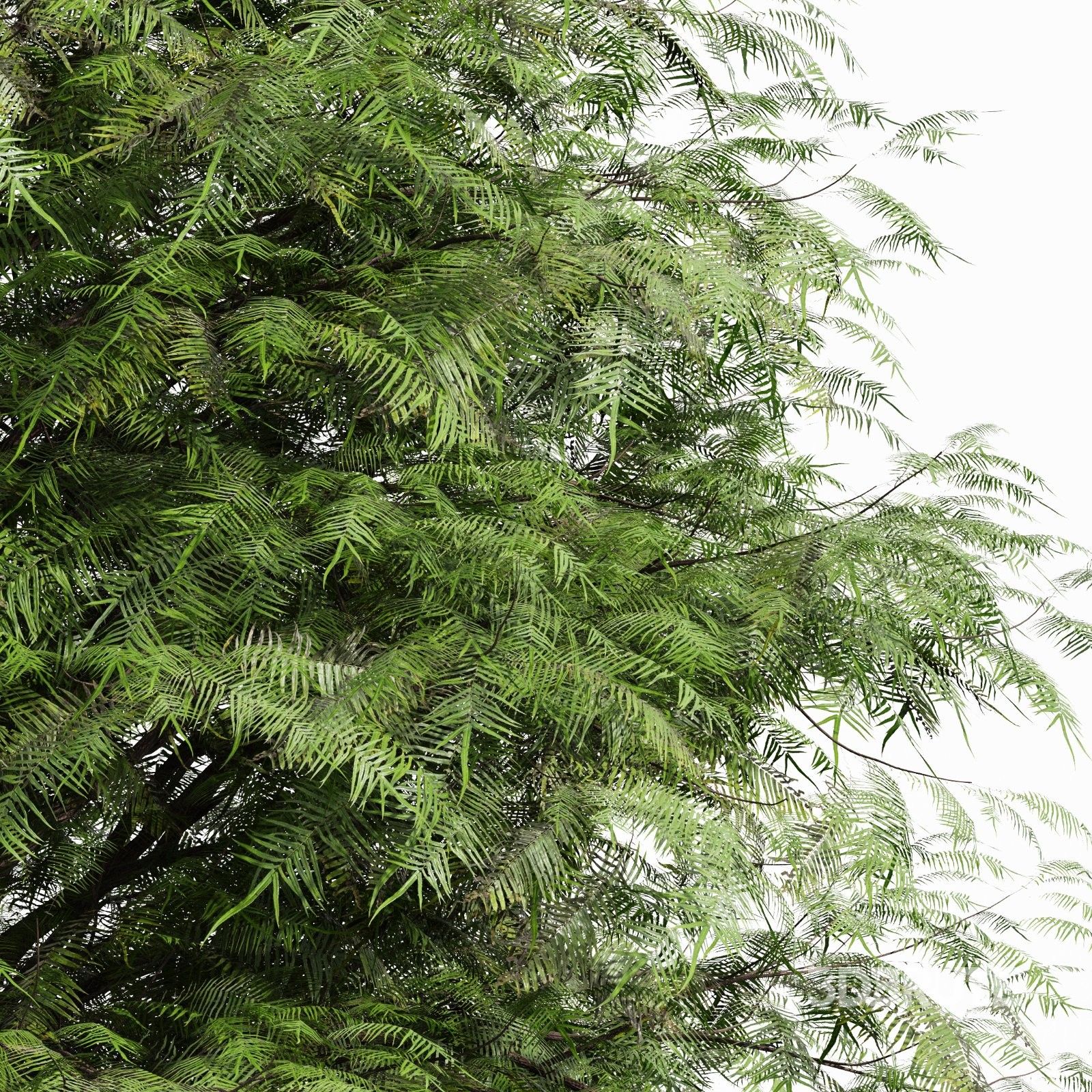 AV Metasequoia glyptostroboides and Birch 3 trees Image 4