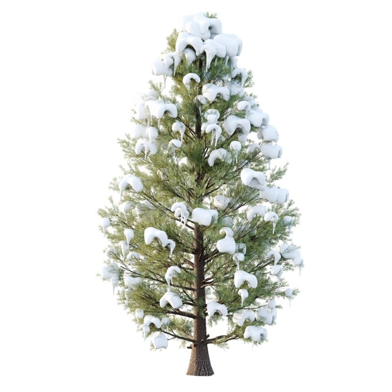 Eastern Red Cedar Winter Tree 02 Image 1