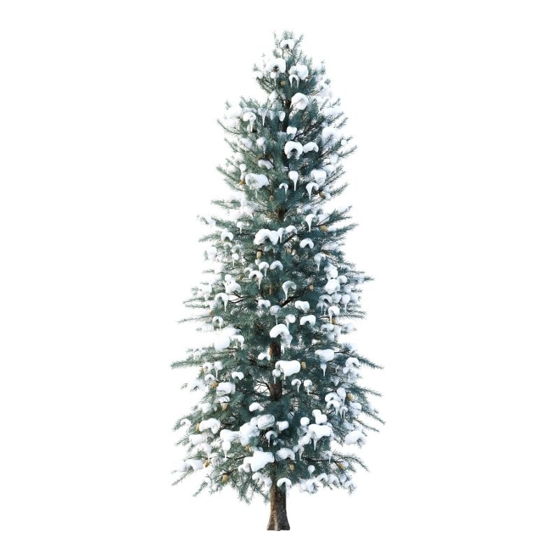 Blue Spruce Winter Tree 01 Image 1