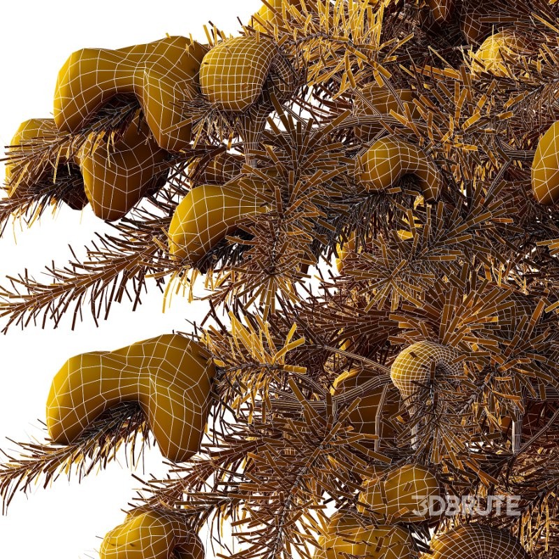 Blue Spruce Winter Tree 02 Image 3