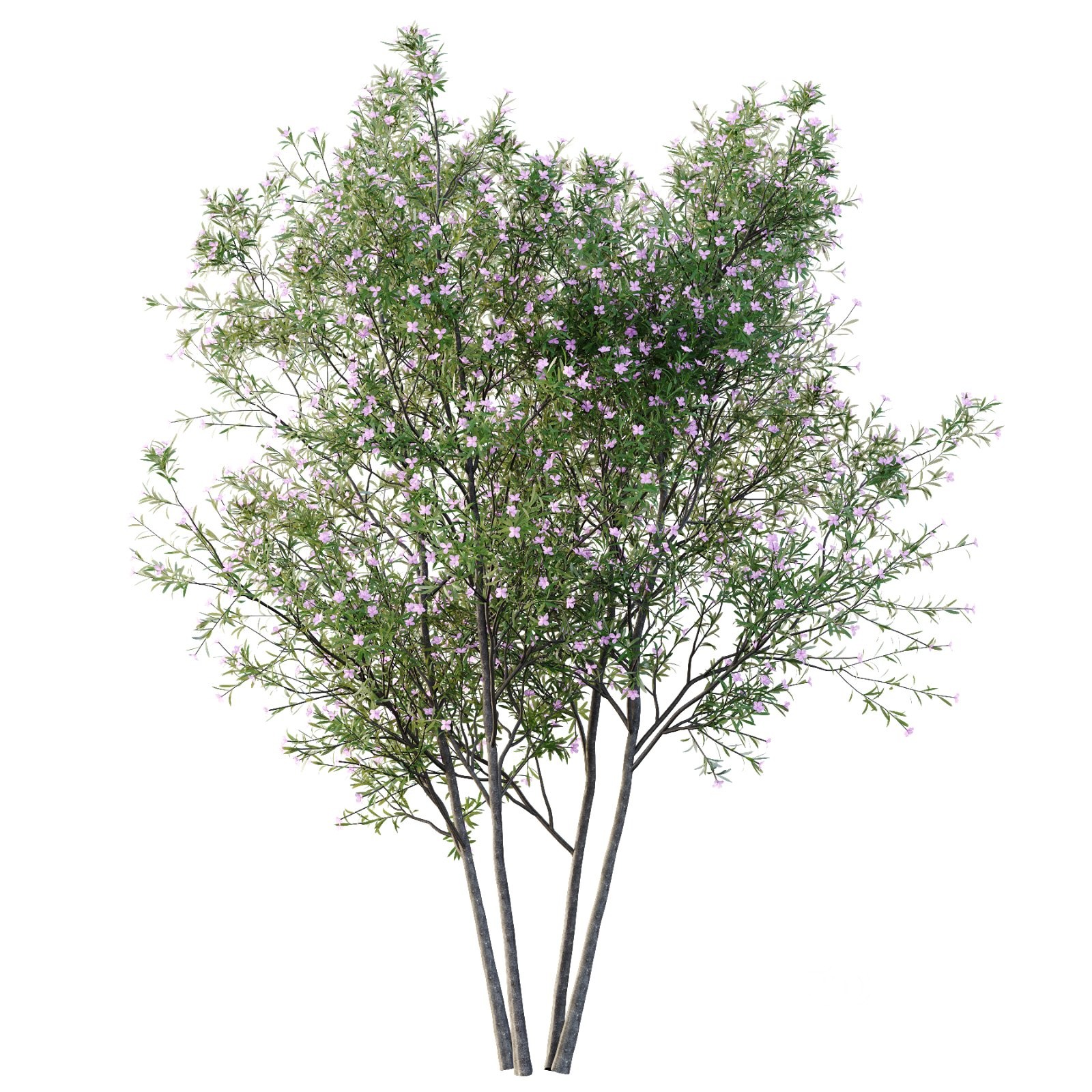 nerium oleander pink tree 01 Image 4