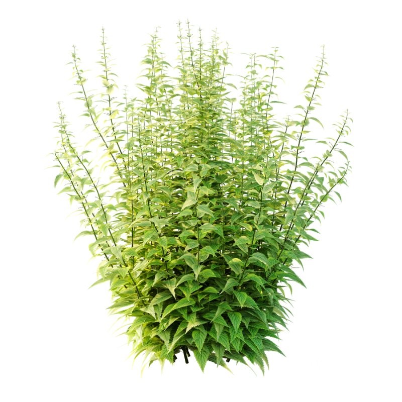 Common Nettle Urtica dioica Plant 02 Image 1