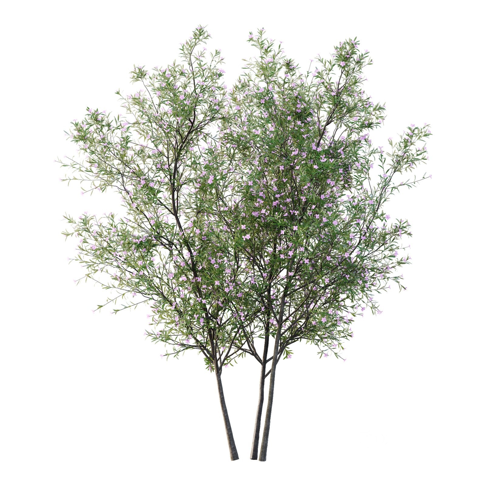 nerium oleander pink tree 01 Image 3